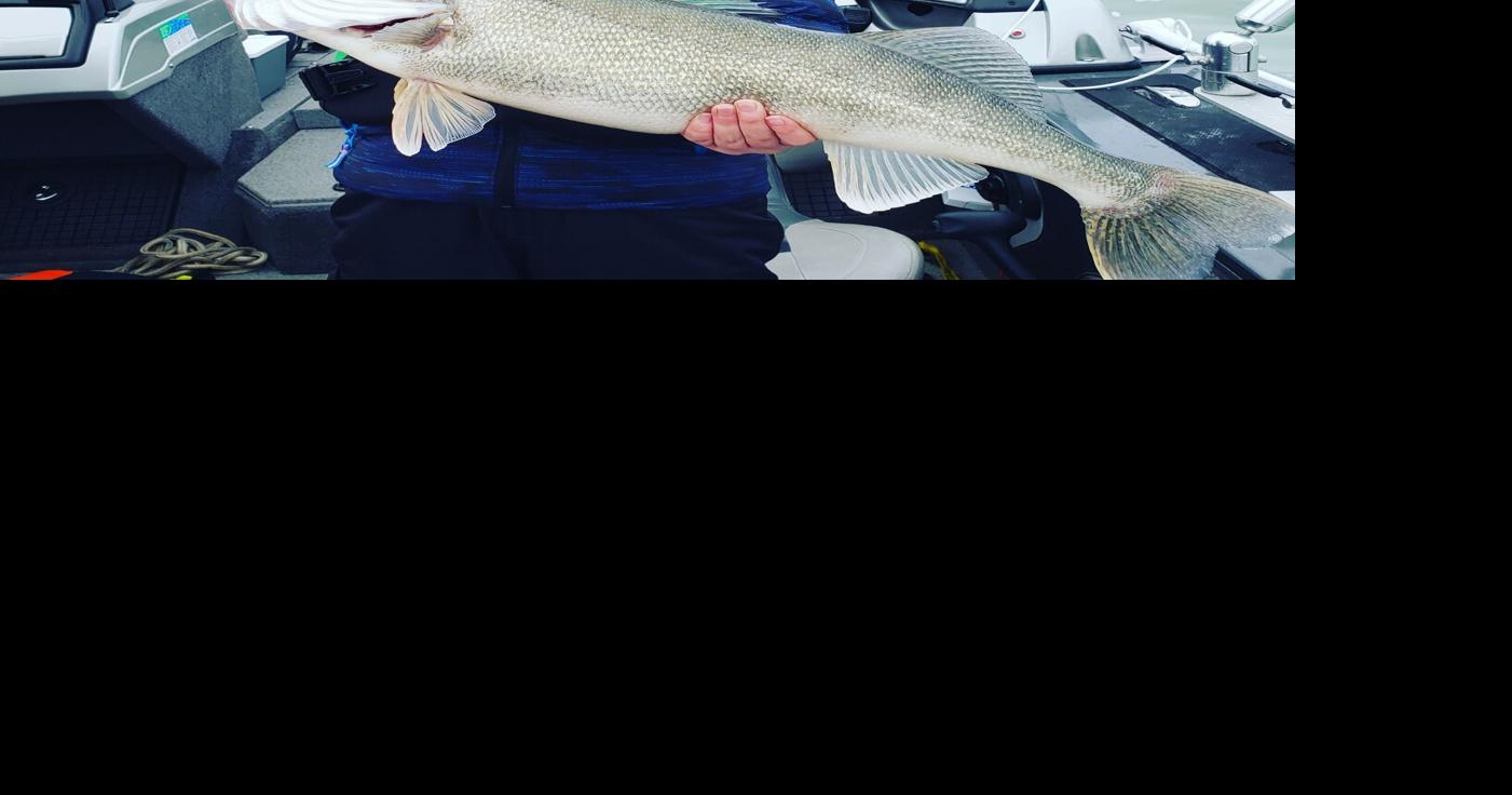 Lake Erie walleye and yellow perch 2022 hatch results | Local News ...