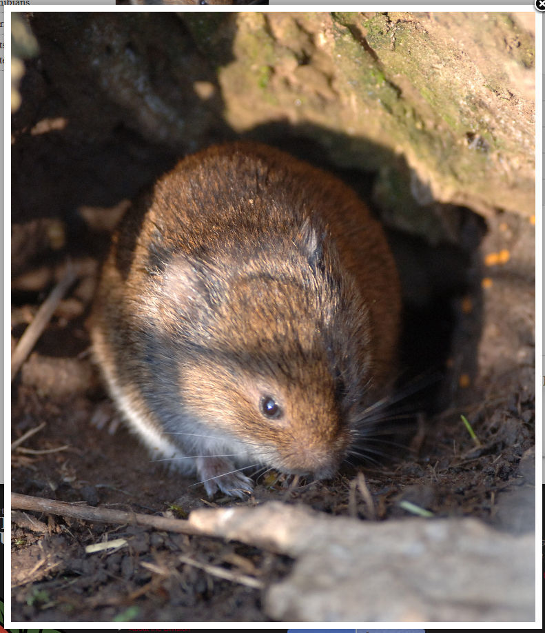 Controlling voles: field mice | Local Farm | crescent-news.com
