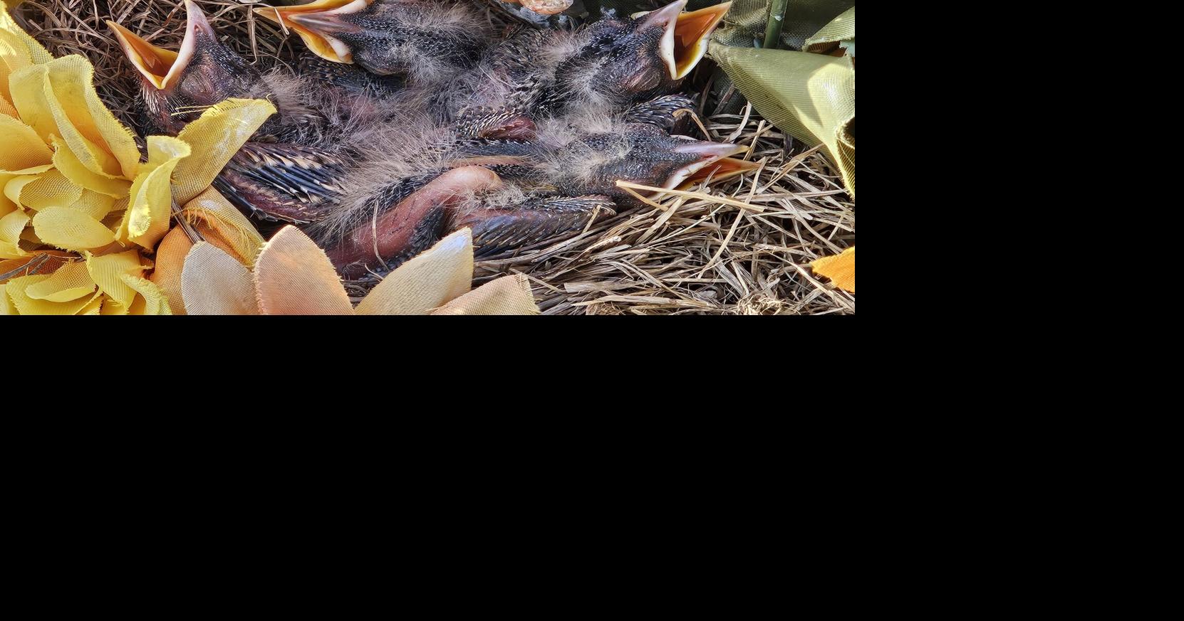 Nesting birds at Riverside | Local News | crescent-news.com
