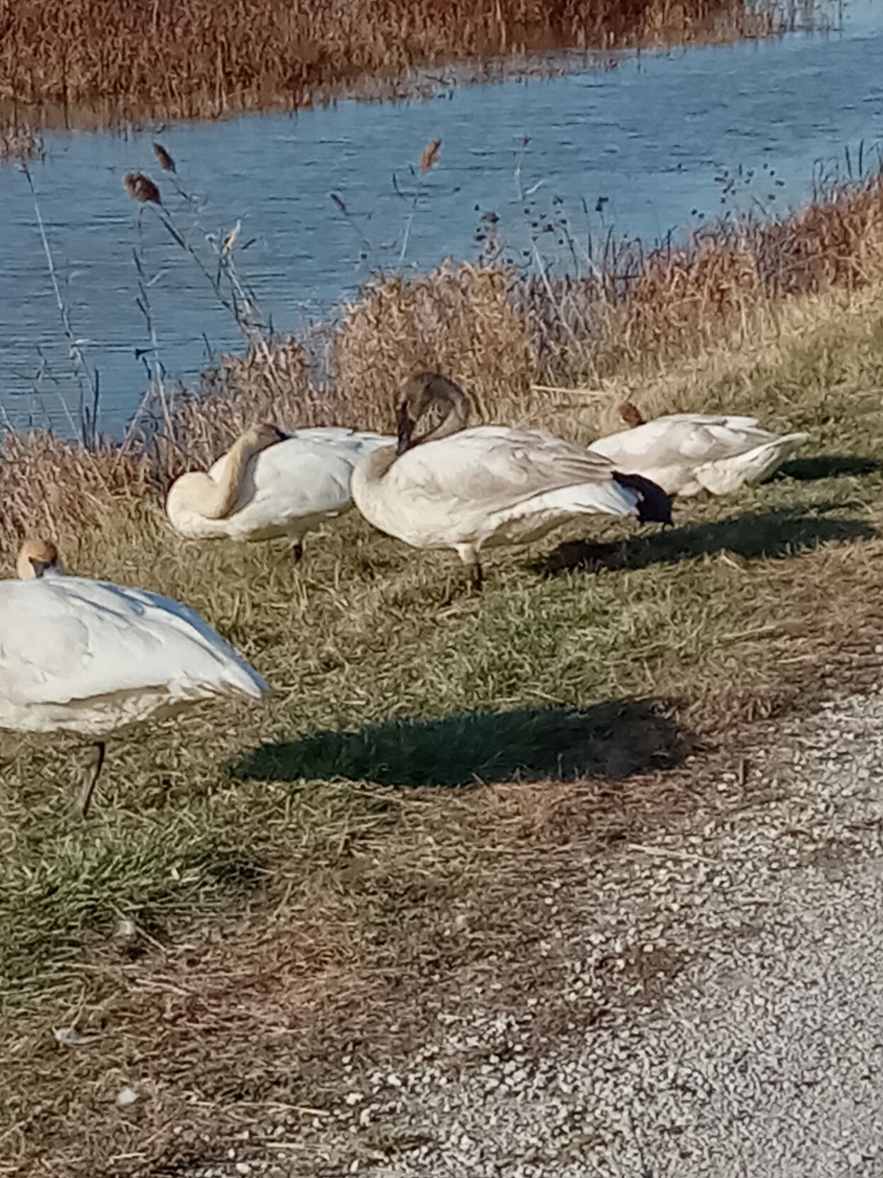 Trumpeter swans making a strong recovery at Ottawa Wildlife Refuge ...