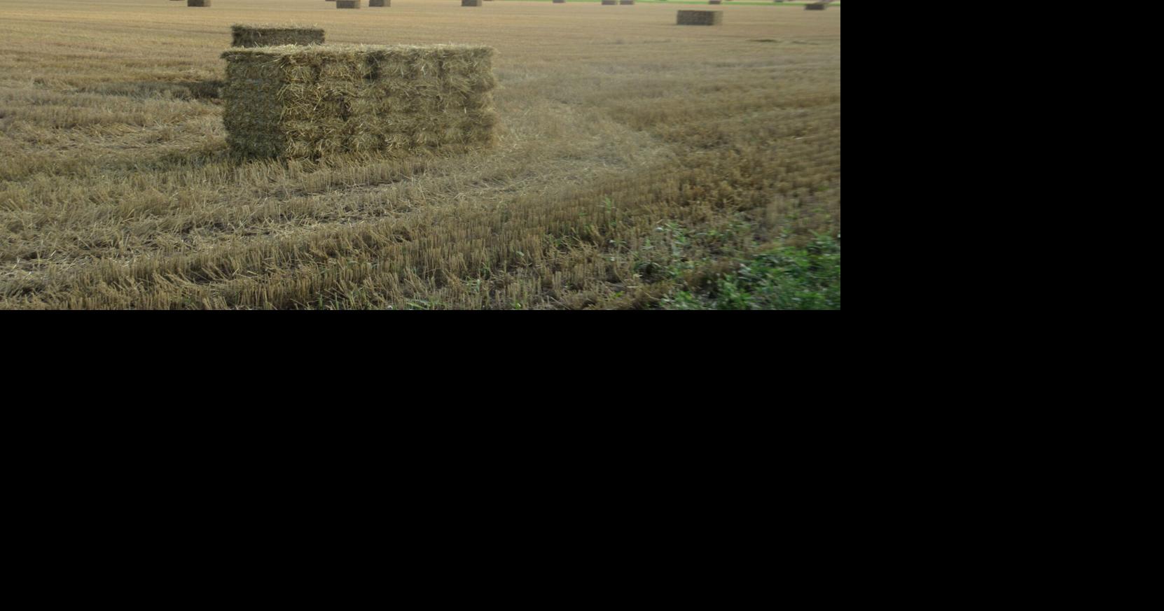 Local wheat harvest | Local News | crescent-news.com
