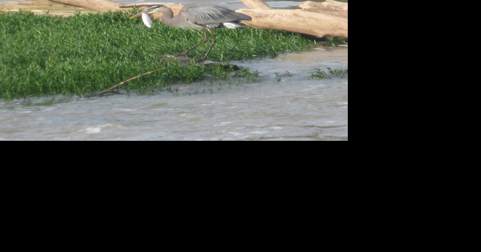 Happy heron | Local News | crescent-news.com