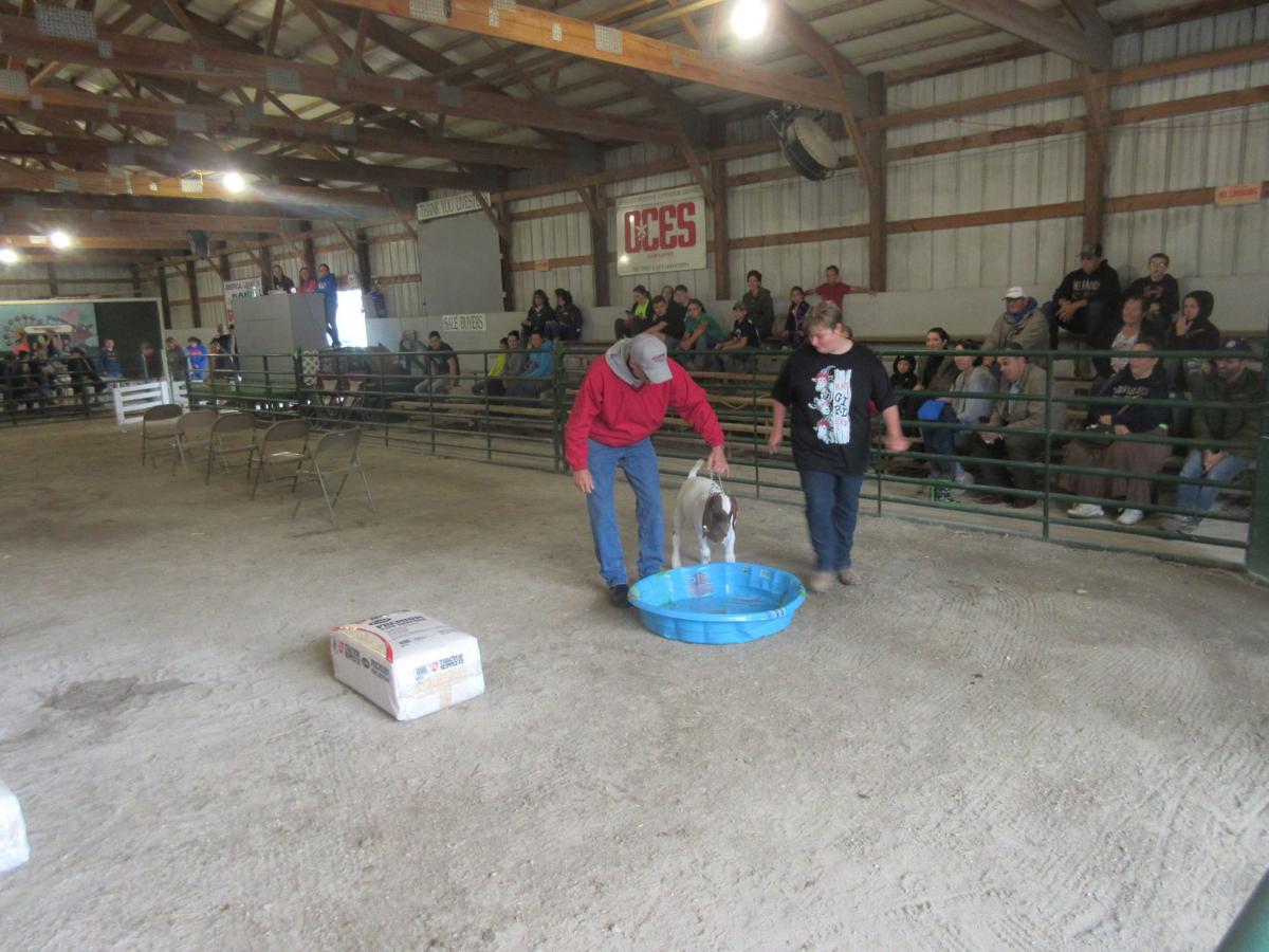 Paulding County Fair holds goat obstacle course | Local News | crescent ...