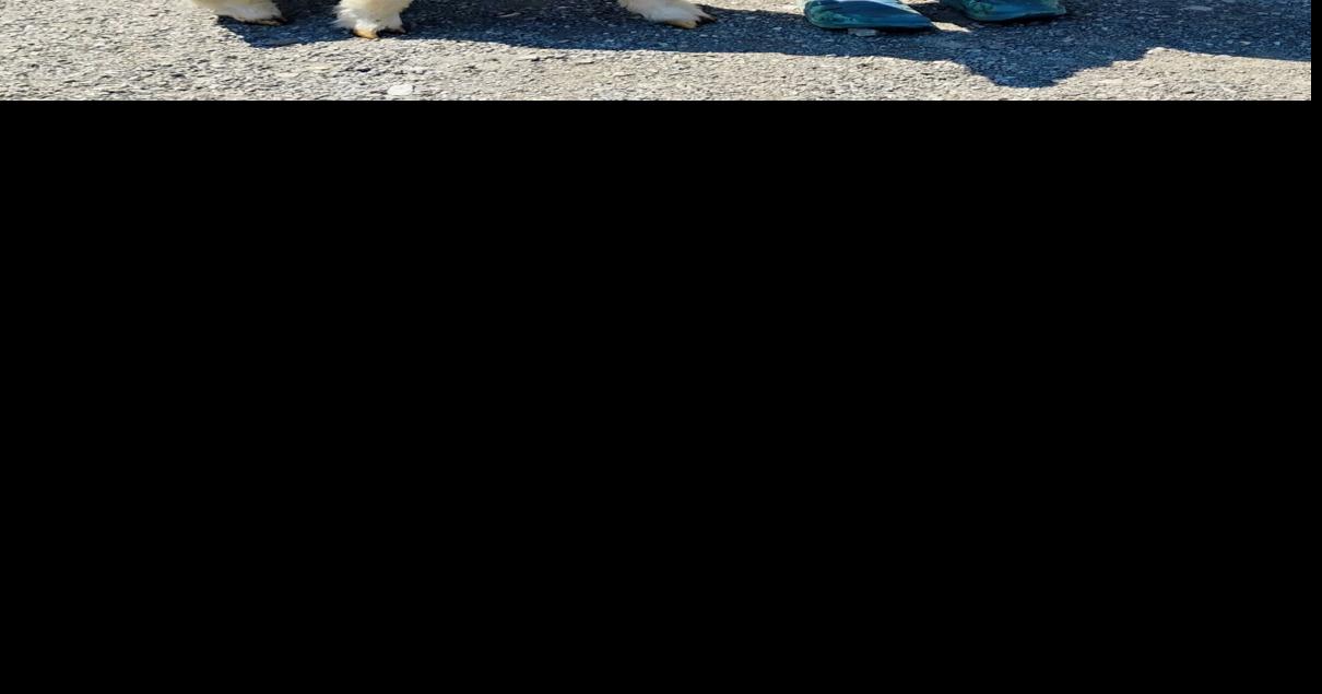 Walking his lamb | Local Farm | crescent-news.com