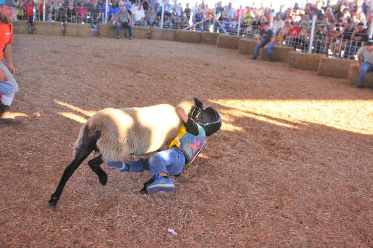 Mutton bustin' at the fair | Local News | crescent-news.com