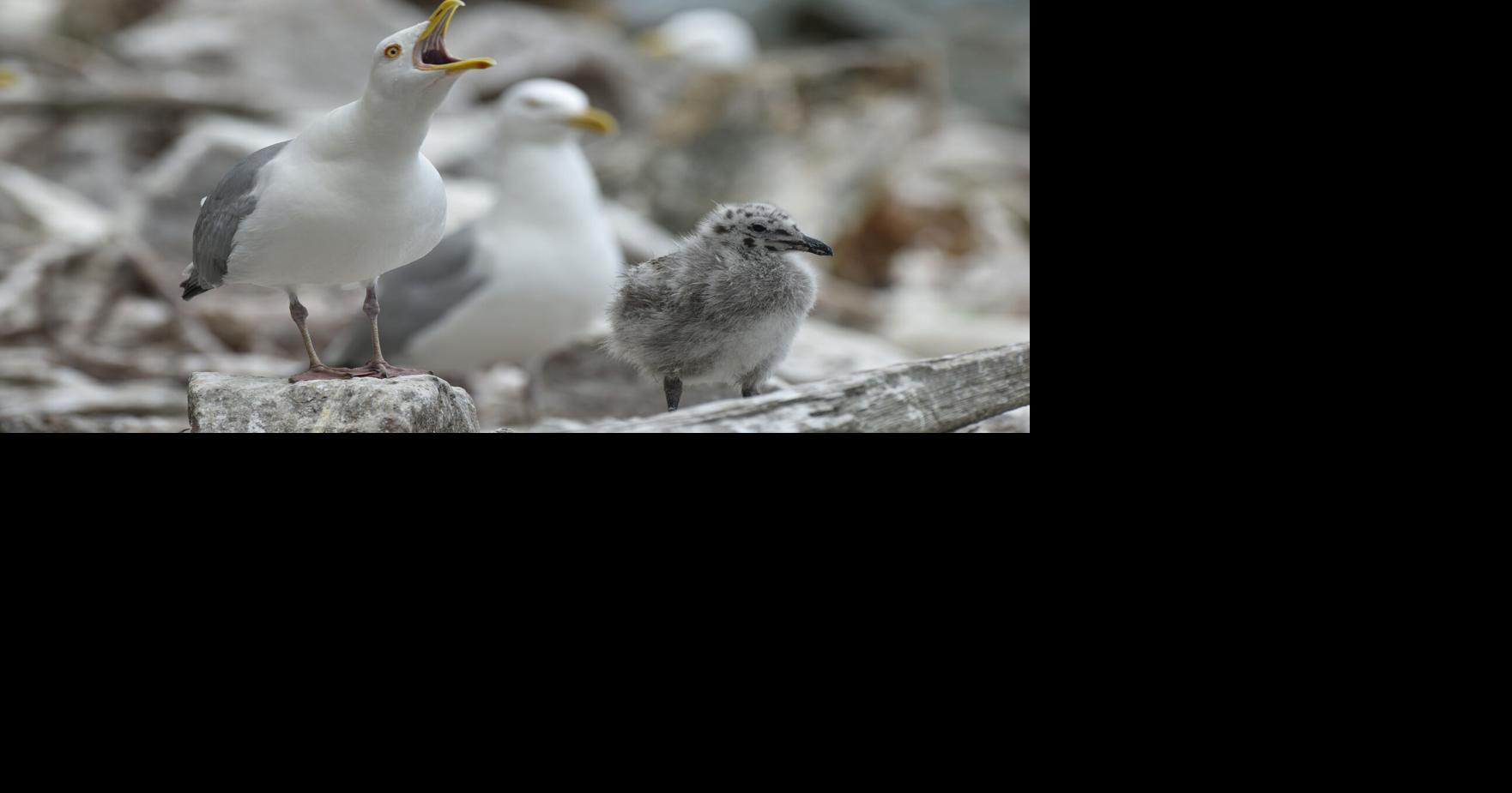 Highly pathogenic avian influenza detected in northwest Ohio | Local ...