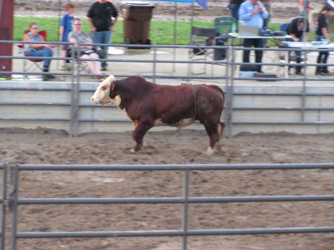Rodeo fills the grandstand at the Defiance County Fair | News ...