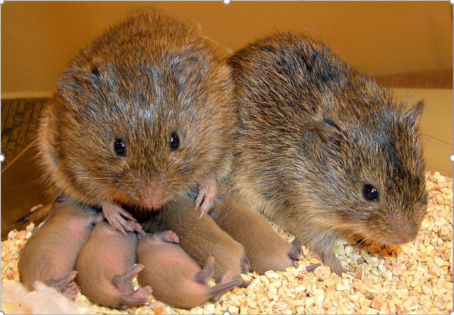 Controlling voles: field mice | Local Farm | crescent-news.com