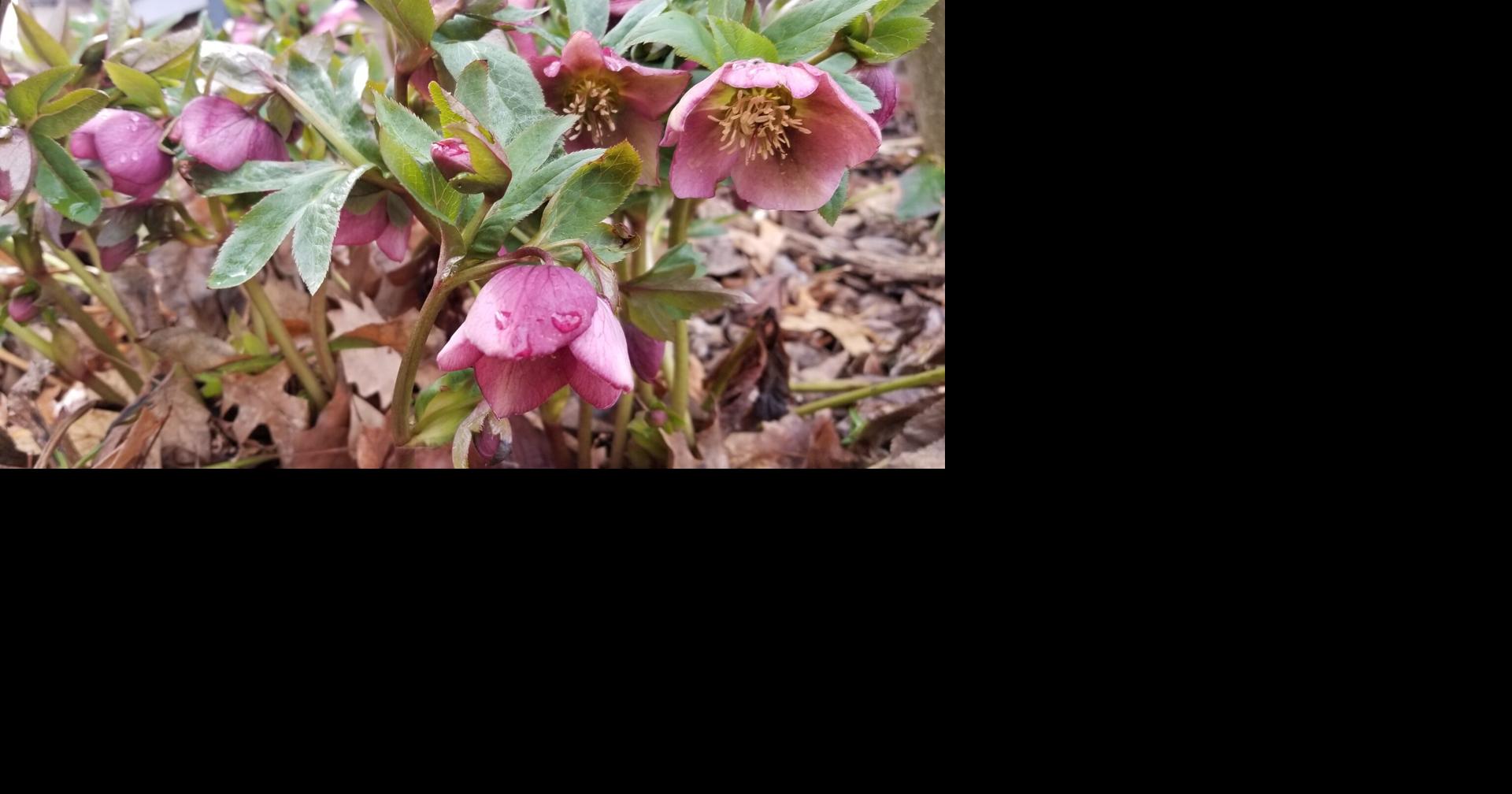 Lenten roses are blooming | Local News | crescent-news.com