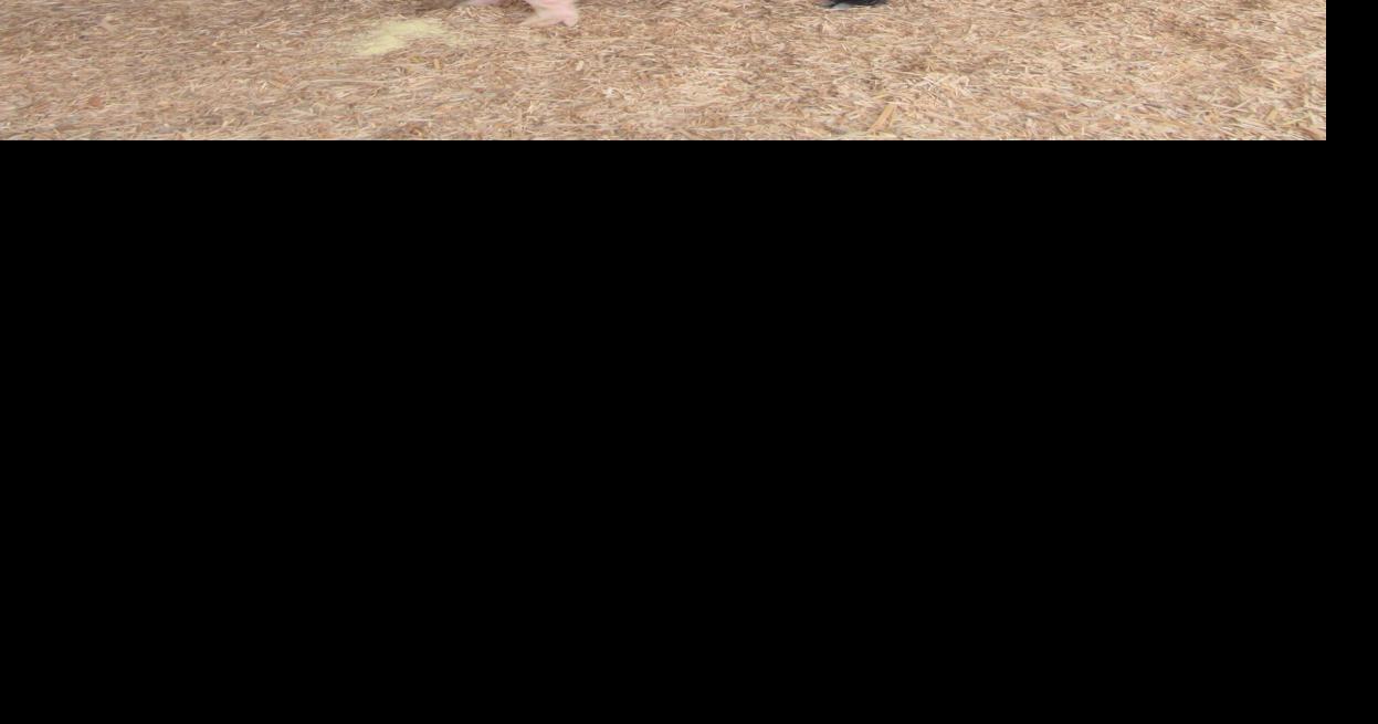 Champion market hog sells for $1,000 at the Defiance County Fair ...