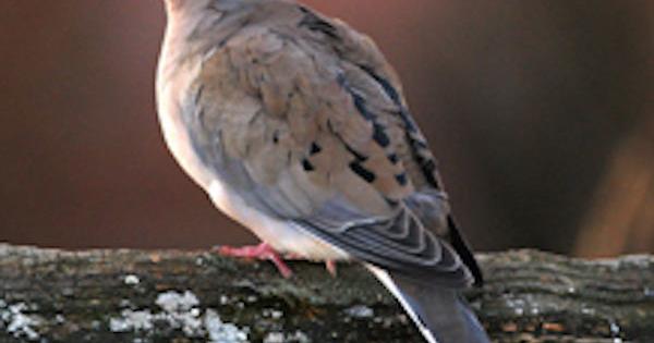 Celebrating Ohio wildlife: the mourning dove | Local Farm | crescent ...