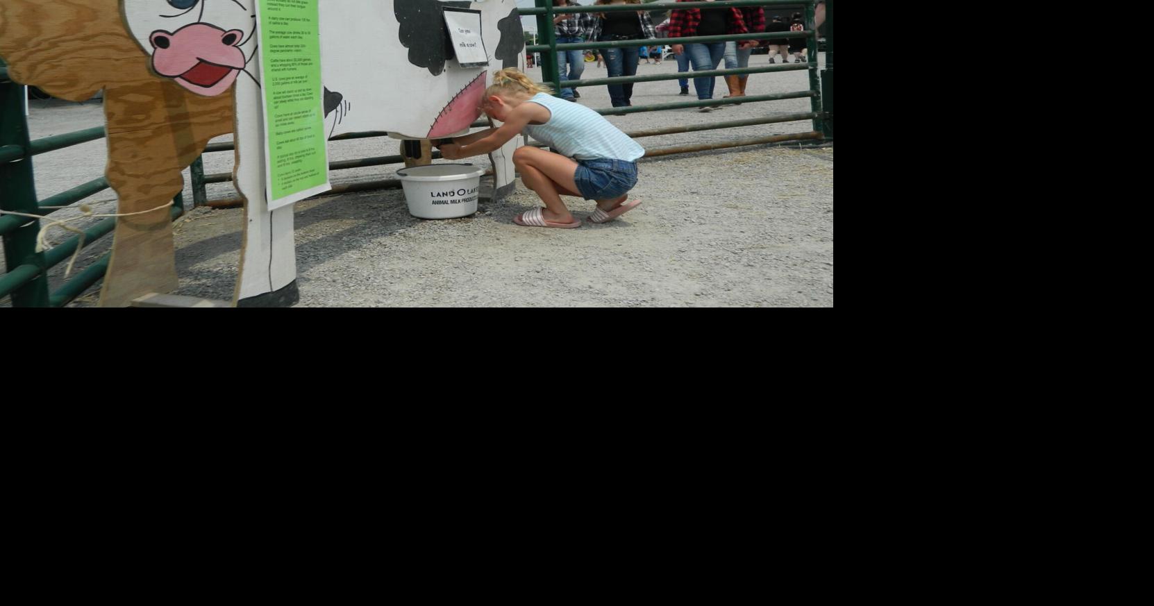 Can you milk a cow? | Local Farm | crescent-news.com