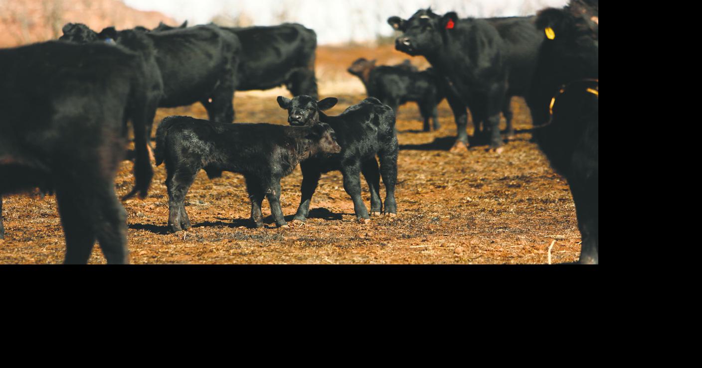 Maximizing lean beef production | Local Farm | crescent-news.com