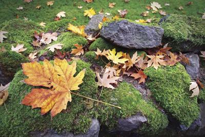 What to do about moss in your lawn | Special Sections | crescent-news.com