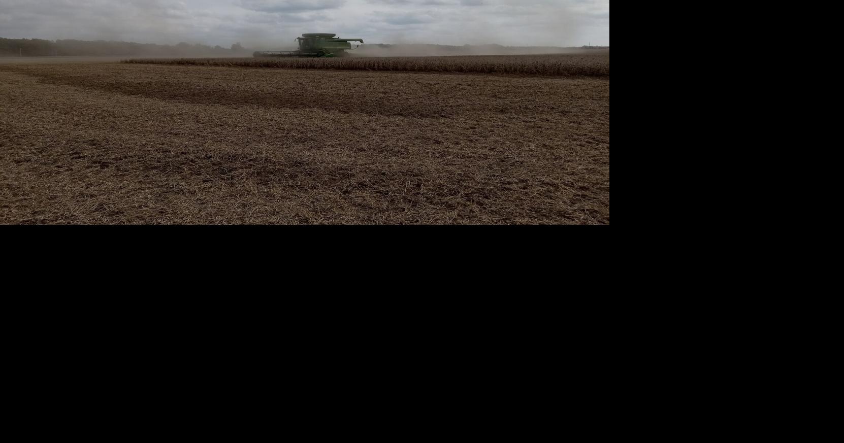 Combining beans | Local Farm | crescent-news.com