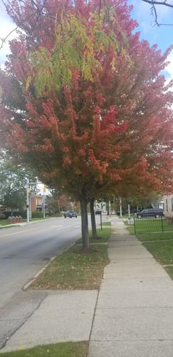 FALL PICS | Local News | crescent-news.com