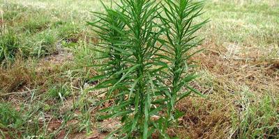 Controlling marestail in double-crop soybeans | Local Farm | crescent ...