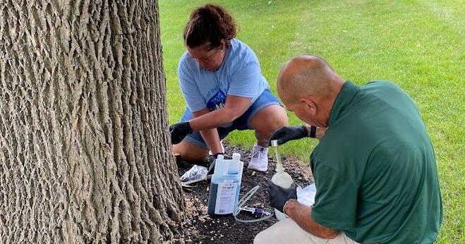 Ash tree treatment | Local News | crescent-news.com