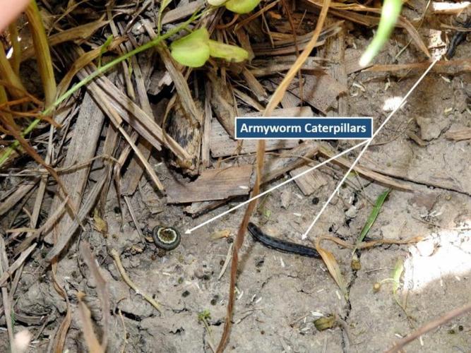 Report of true armyworm infestations | Local Farm | crescent-news.com