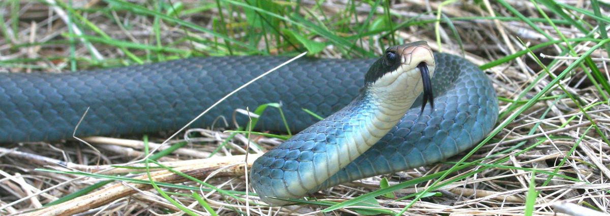 Blue racers are found in this part of Ohio | Local Farm | crescent-news.com