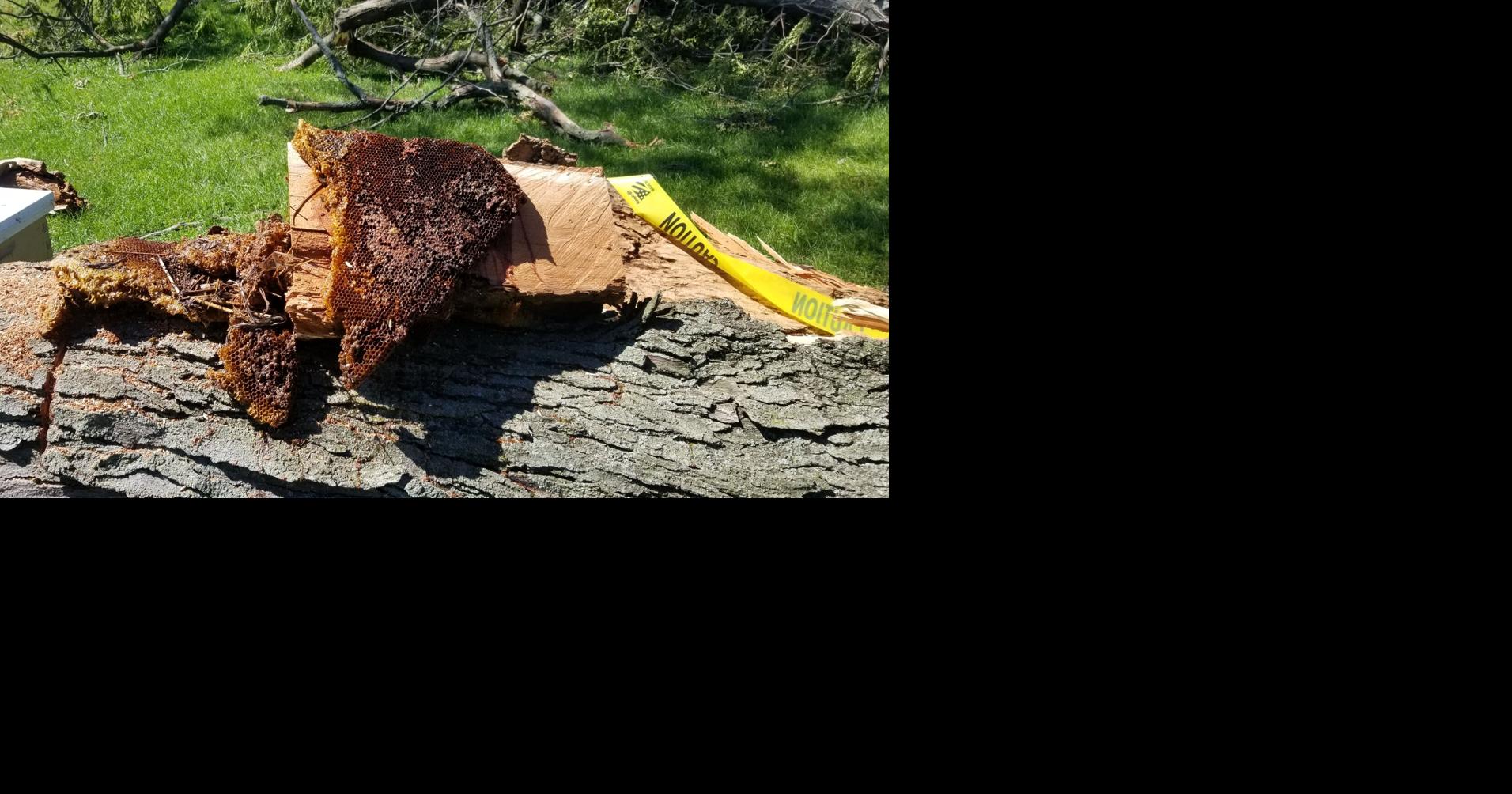 Local beekeeper helps relocate bees from damaged tree | Local News ...