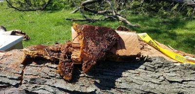 Local beekeeper helps relocate bees from damaged tree | Local News ...