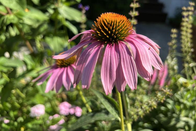 Flower gardens endure hot, dry summers better if you choose these ...