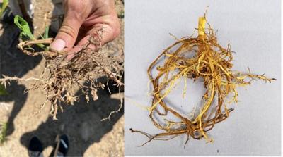Getting more information from soil samples | Farm | crescent-news.com