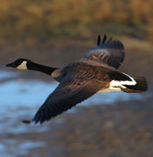 Native Ohio wildlife: Cackling goose and the Canadian goose | Local ...