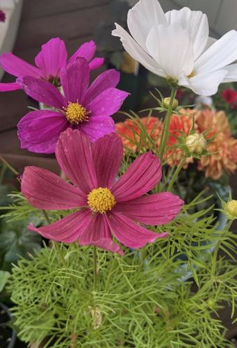 Flower gardens endure hot, dry summers better if you choose these ...