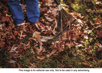 Safe and effective ways to clean up leaves | Home Lawn and Garden ...