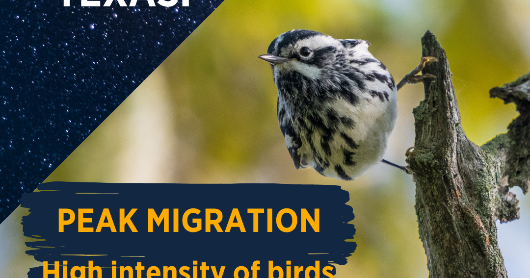 Texas prepares for fall bird migration with Lights Out Campaign | News ...