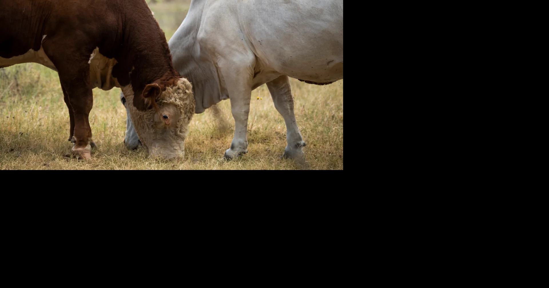 First U.S. suspected case of New World Screwworm reported in South ...