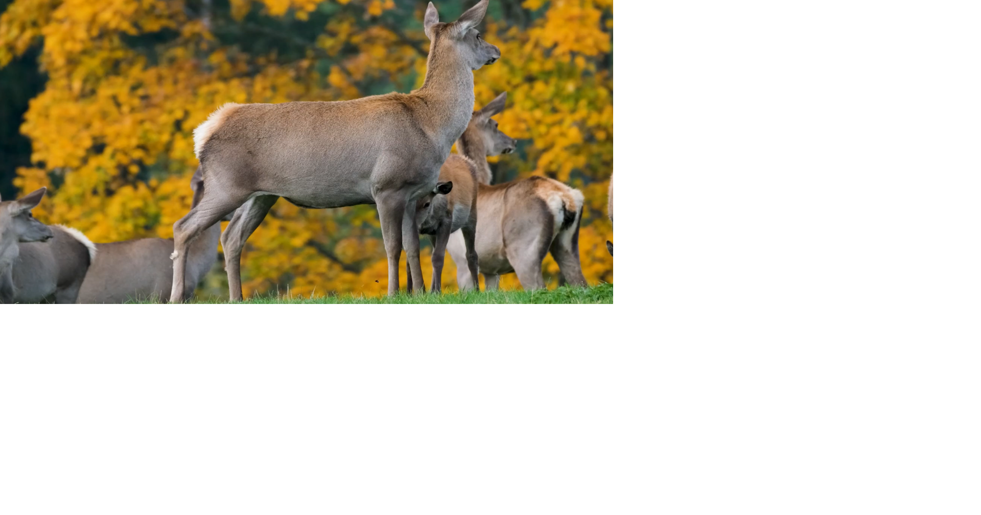 Dozens charged in Texas deer-smuggling investigation | News ...