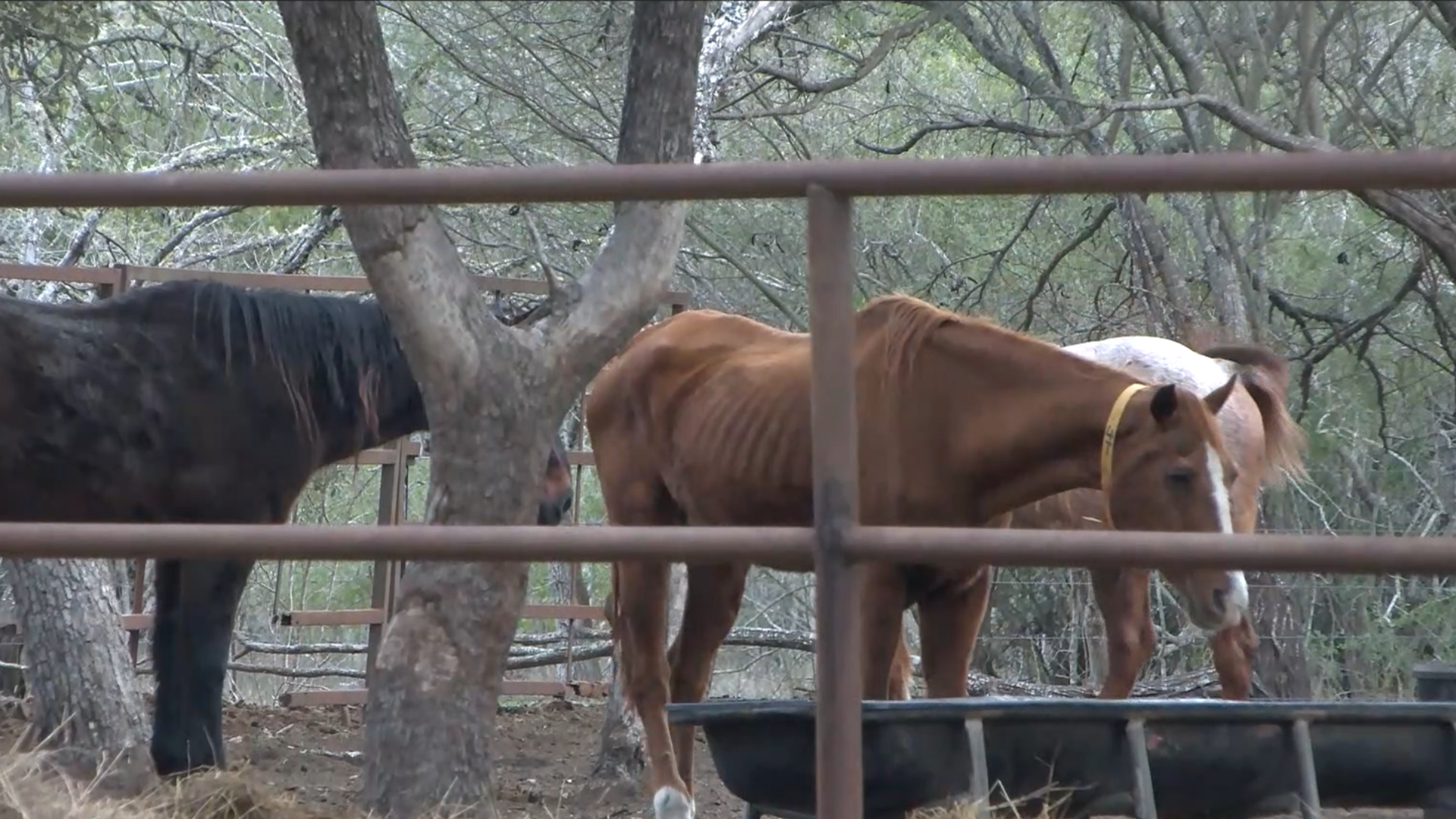Documents outline conditions before animal seizure at Meadow Haven Rescue | Local News ...