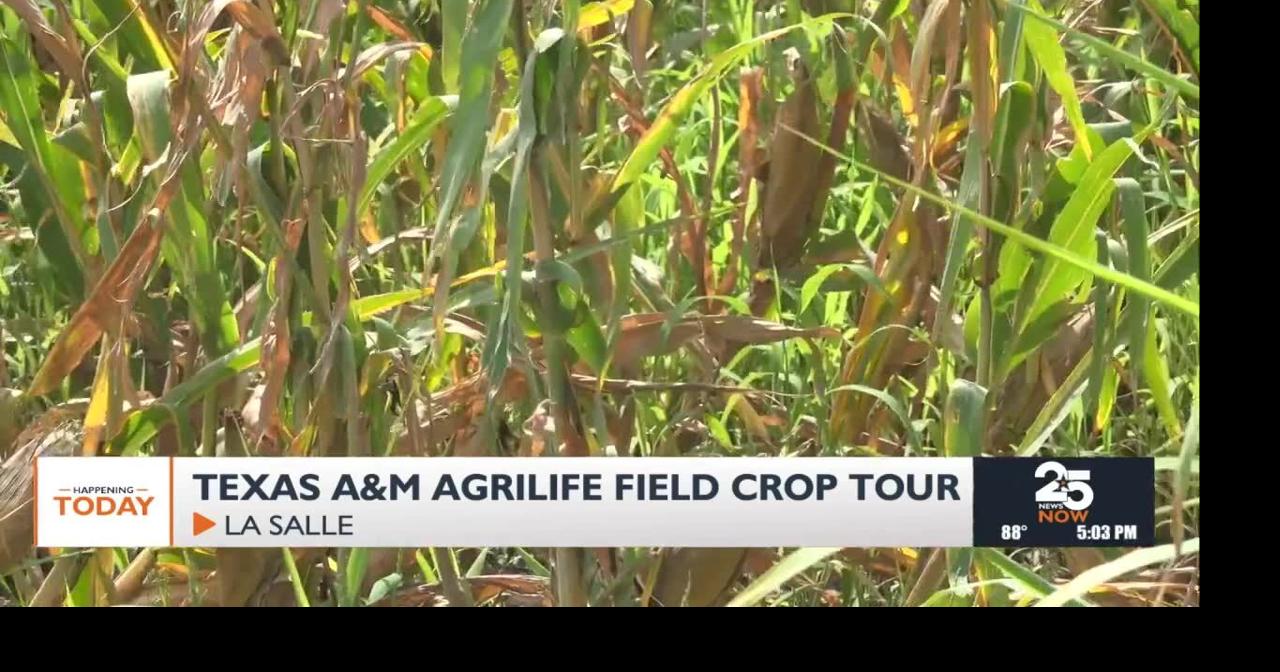 Texas farmers gain direct access to research-based knowledge with new ...