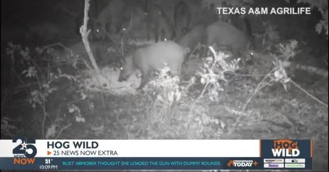 Feral hogs causing destruction in south Texas | Home-and-garden ...