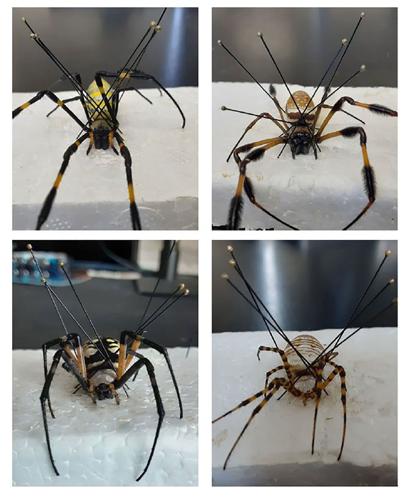 New study finds invasive Jorō spiders ‘keep cool under pressure’ | News ...