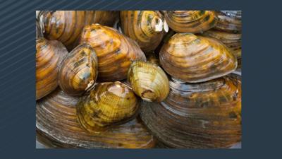 Six Texas freshwater mussels, the “livers of the rivers,” added to ...