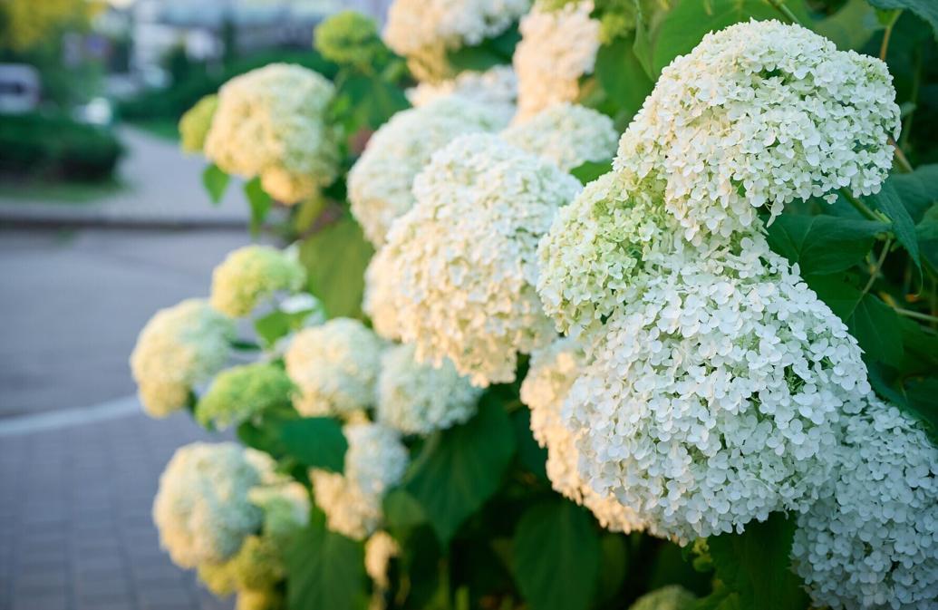 How to prune different types of hydrangeas | Shareable Stories ...