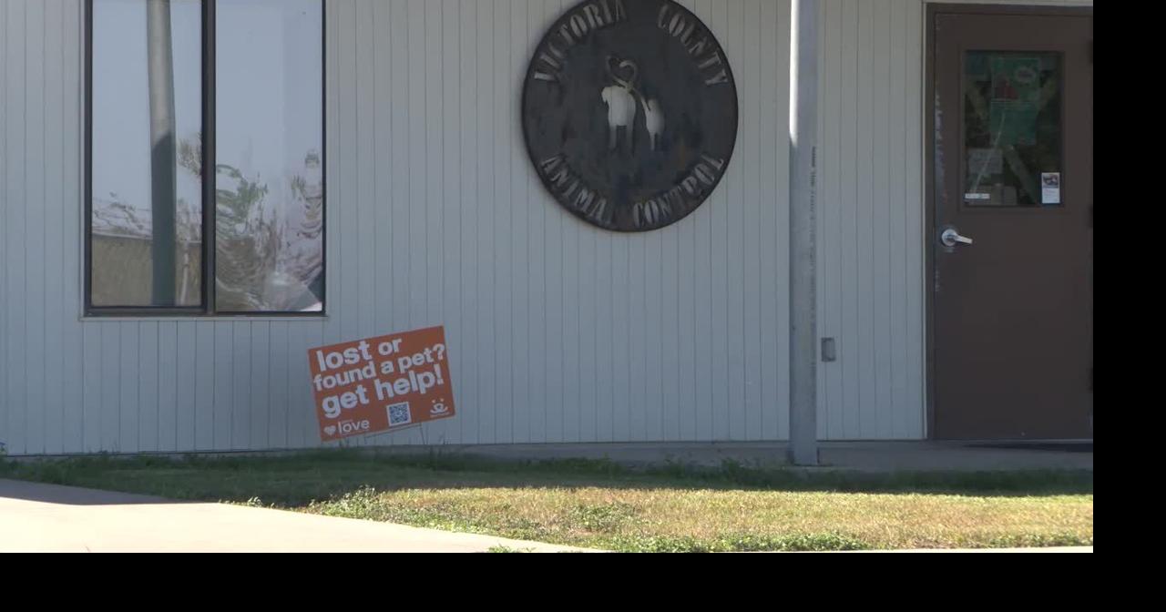VCAS continue to bring in stray dogs | Video | crossroadstoday.com