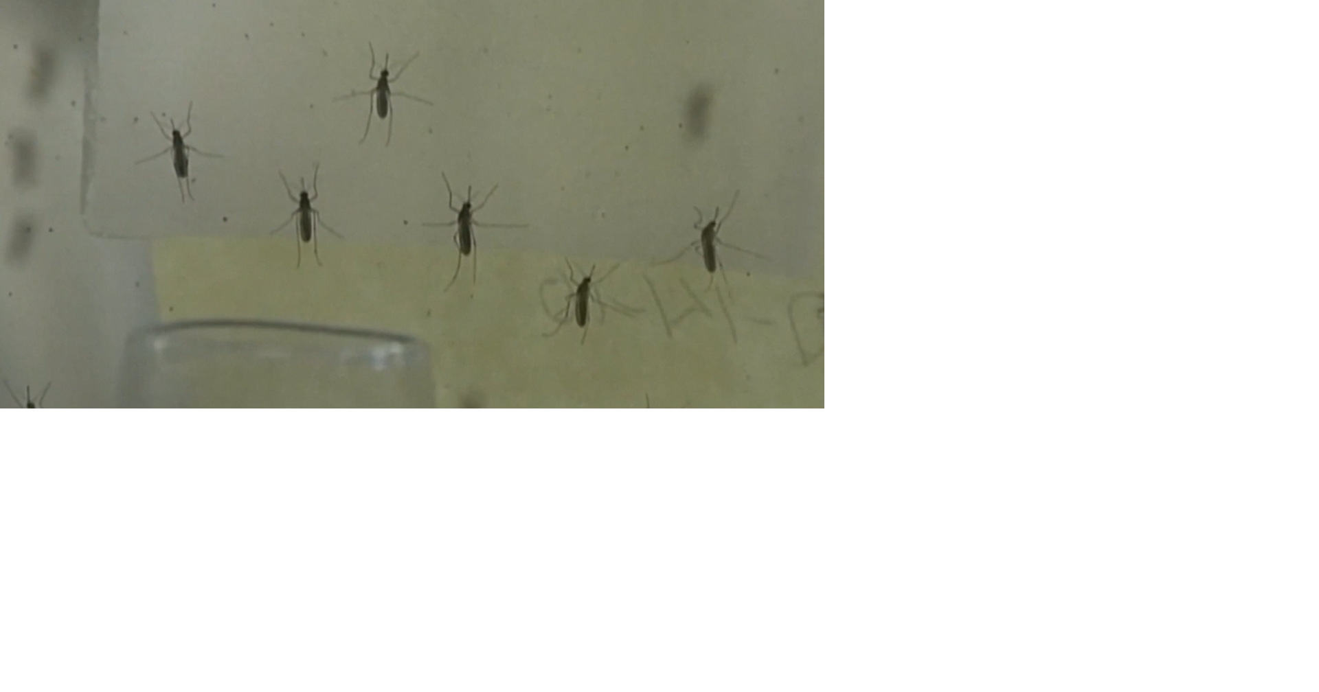 Mosquito spraying ramps up in Victoria County | News | crossroadstoday.com