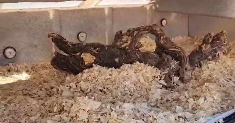 15-foot python named 'Big Mama' escapes in Chatsworth, leaving ...