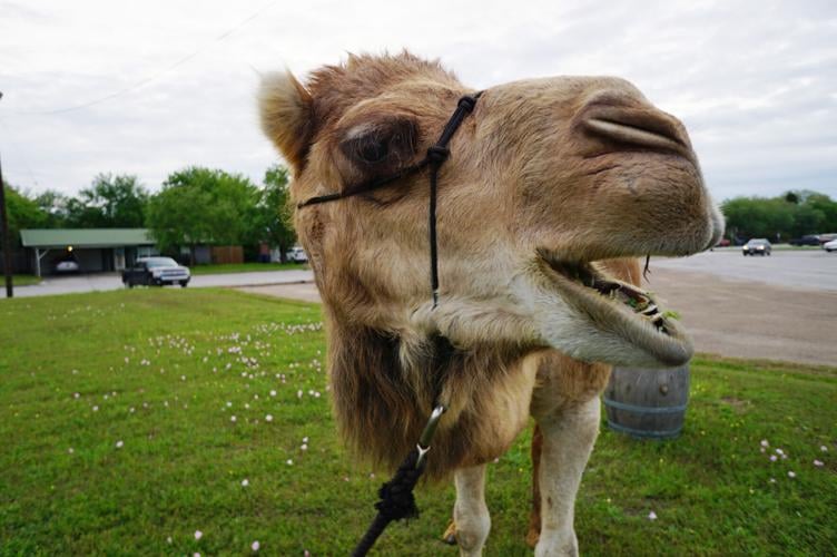 Texas Camel Corps visits Calhoun County ISD | Education ...
