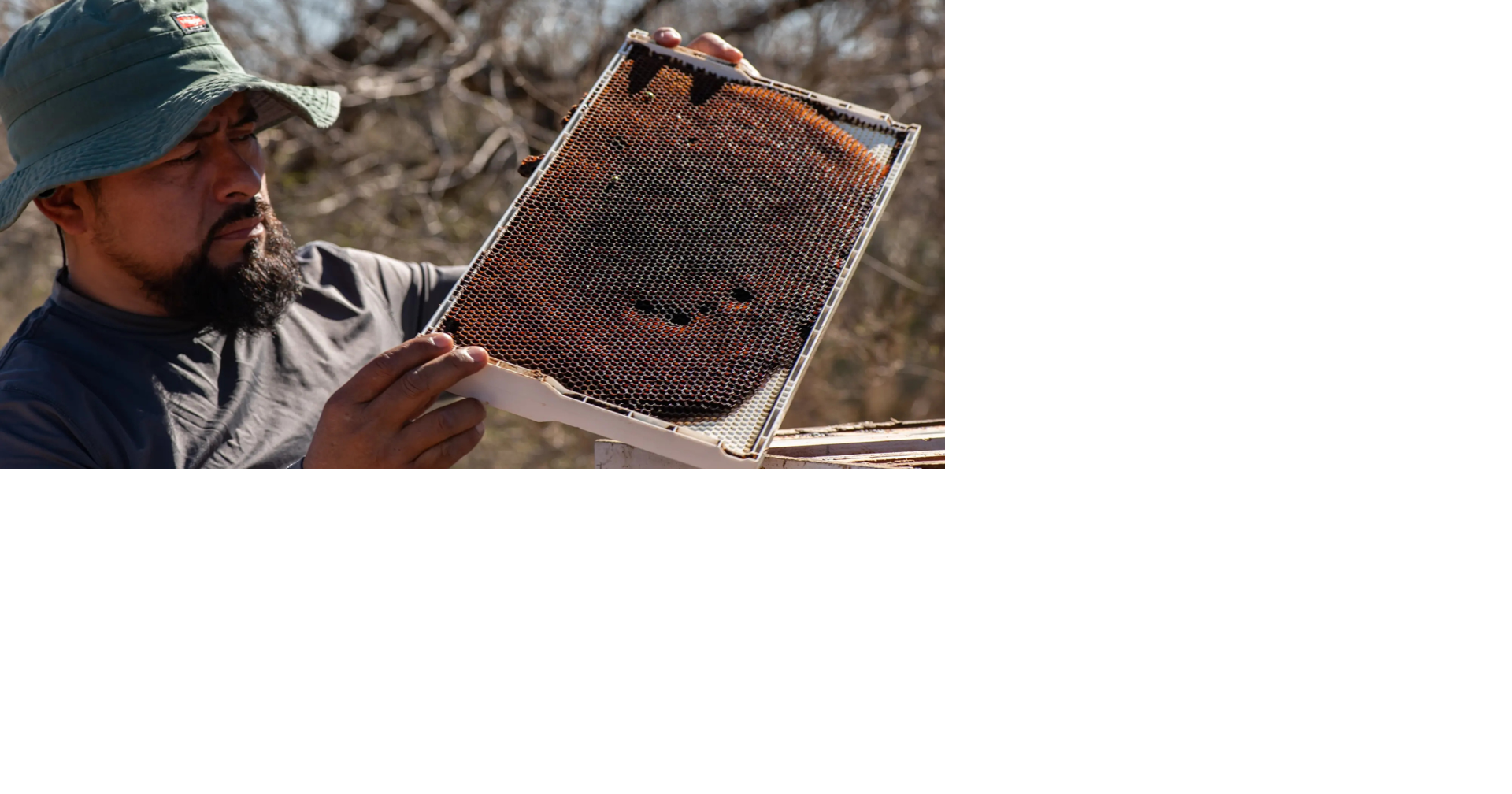 A surge in bee deaths is hurting Texas beekeepers — and could affect the price of produce | News ...