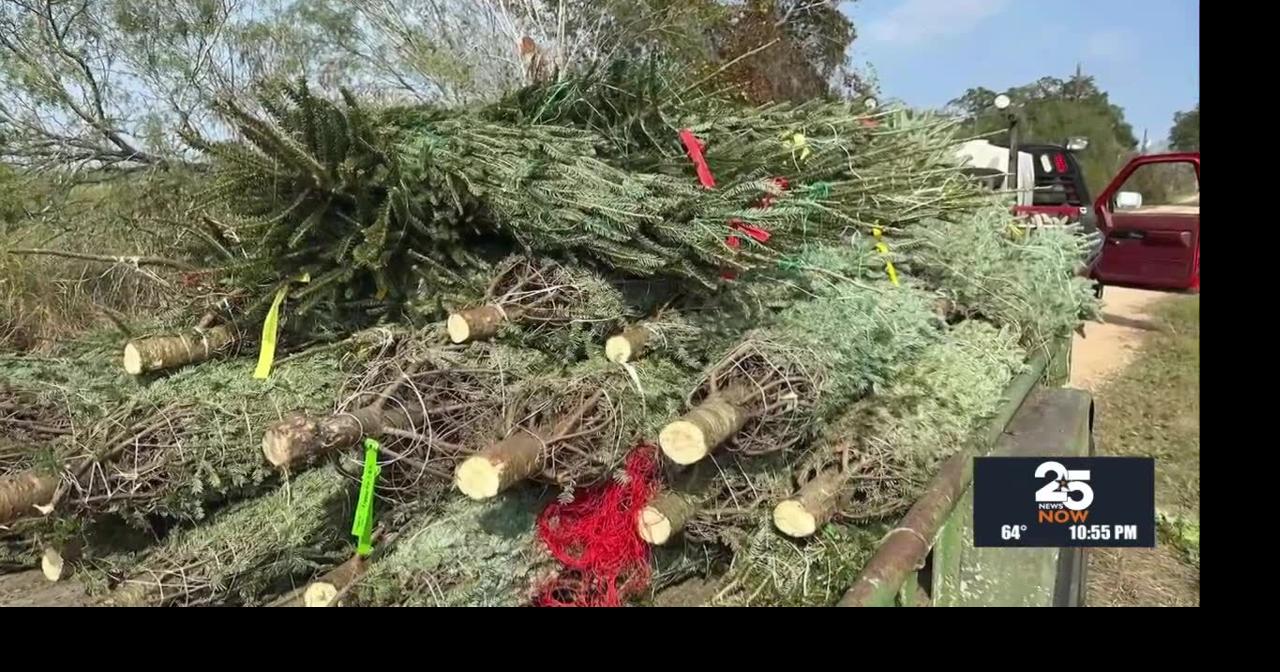 Christmas Tree farm brings holiday cheer to the Crossroads | Local News ...