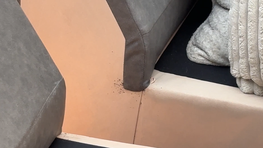 Couple disputes couch purchase after bug infestation | News ...