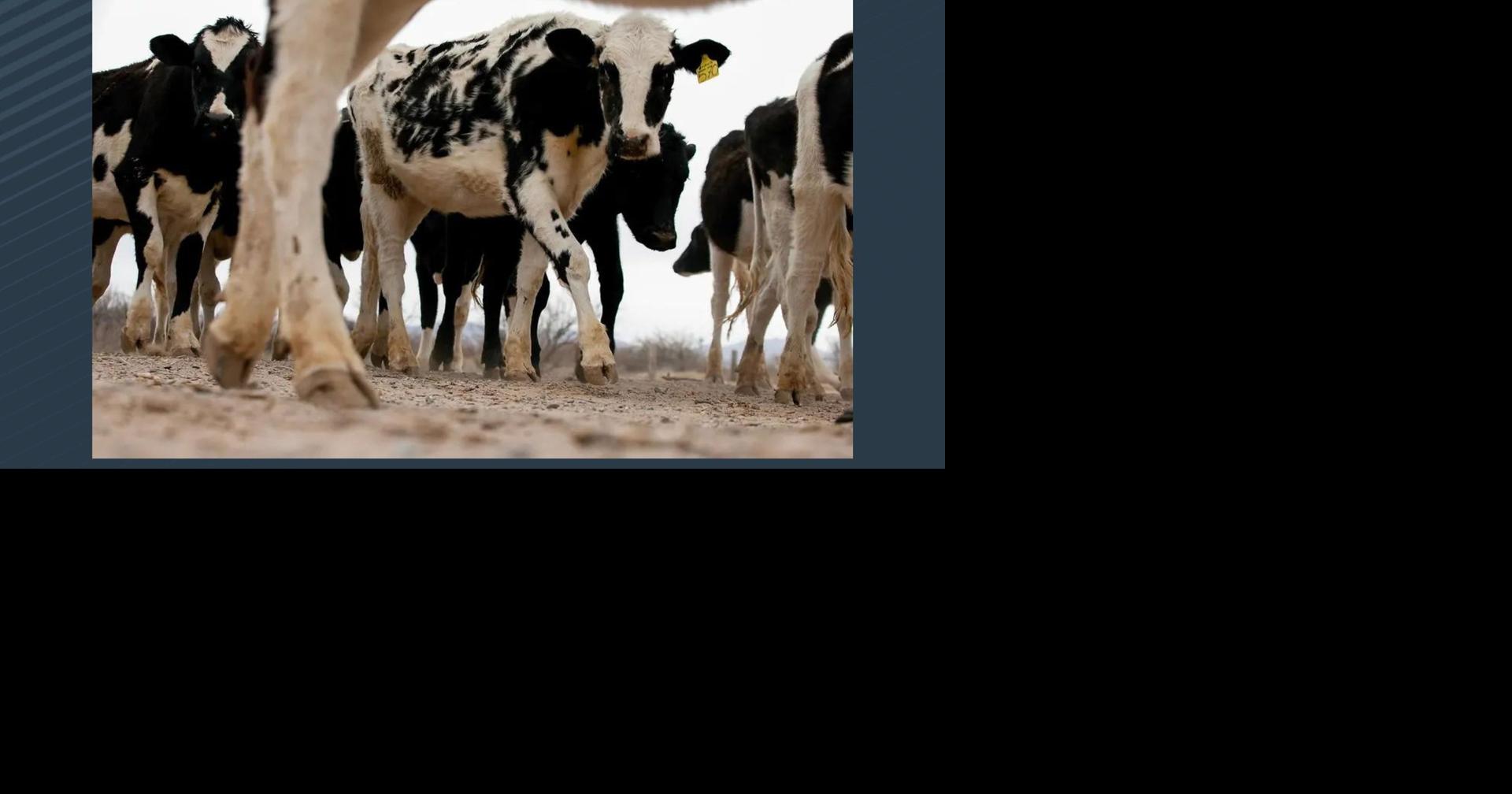 Cows at two Texas dairy farms have bird flu, another blow to Cattle ...