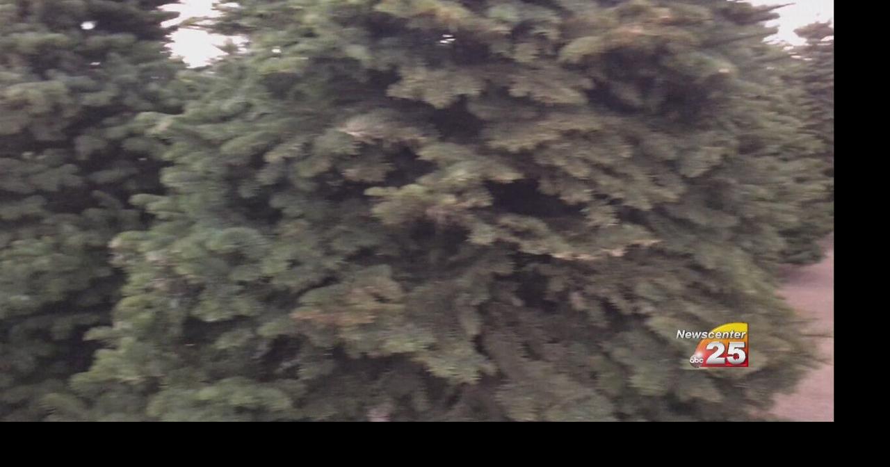 Christmas Trees serve new purpose | Holidays | crossroadstoday.com