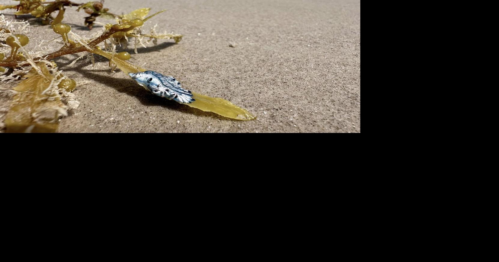 Venomous “Blue Dragon” sea slugs wash up on Texas beaches | Local News ...